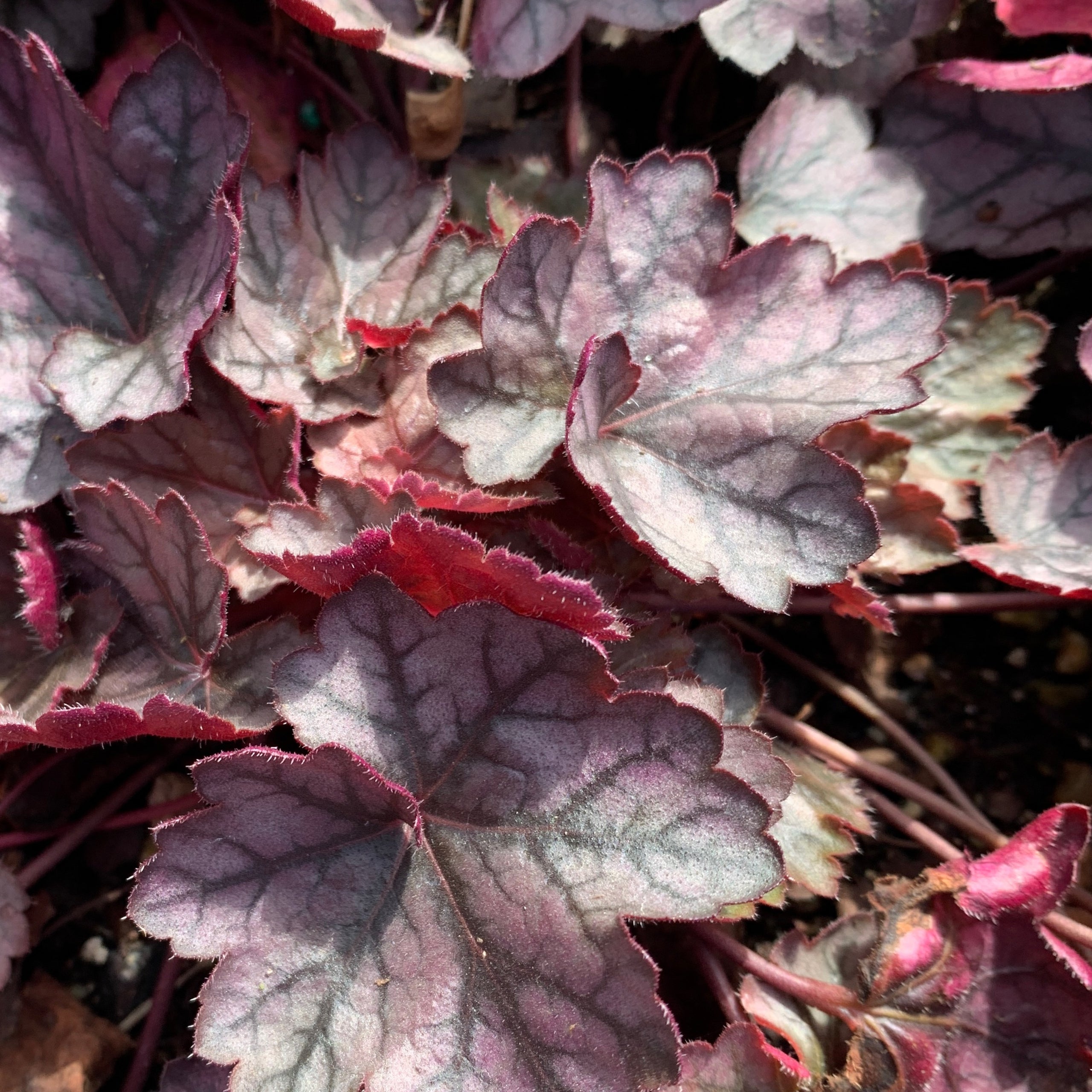 Heuchera 'Glitter' | Elderberry Creek Farm and Nursery 4524 River Ridge ... Heuchera 'Glitter' | Elderberry Creek Farm and Nursery 4524 River Ridge ...